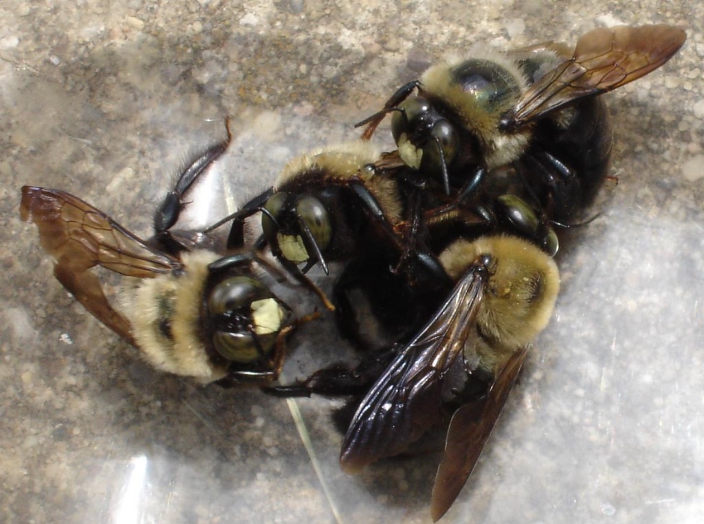 Bee fighting 1 – GOD IS FAITHFUL